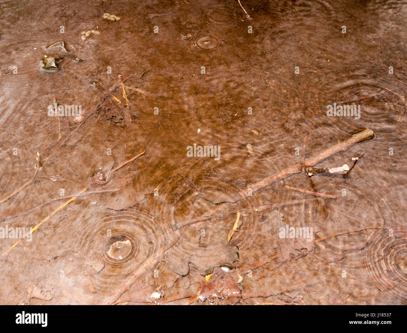 Rain Droplets and Ripples in A Puddle in the Forest with Twigs and ...