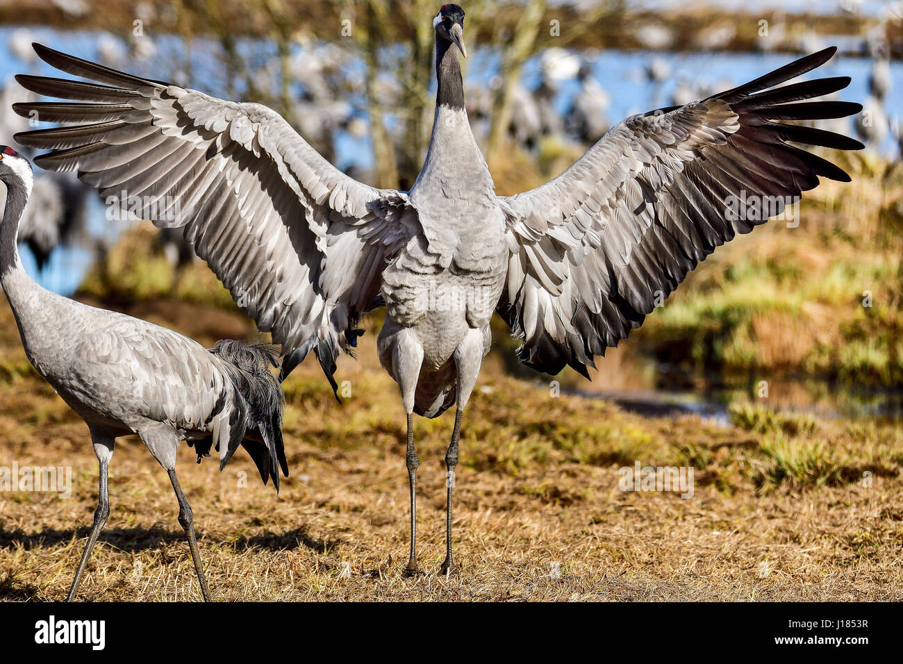 Angry crane hi-res stock photography and images - Alamy