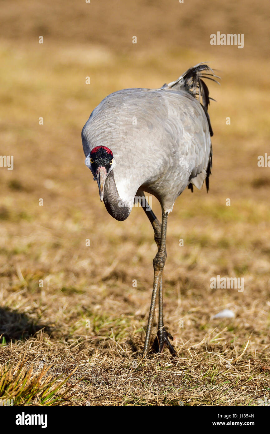 Crane field hi-res stock photography and images - Alamy