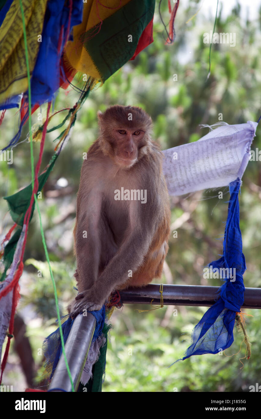 A Macaque monkey sitting under some prayer flagsSwayambhu ...