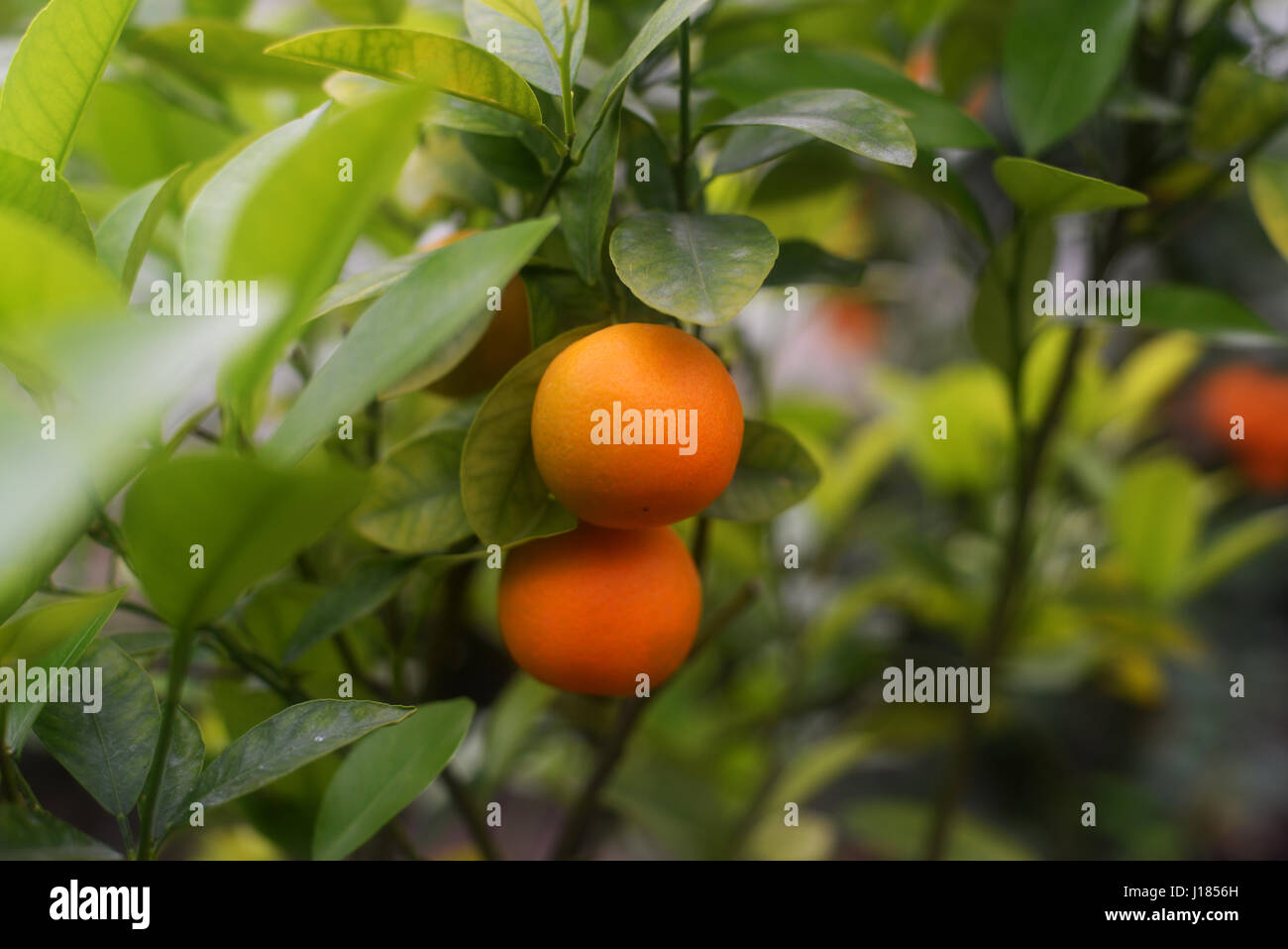 Mandari hi-res stock photography and images - Alamy