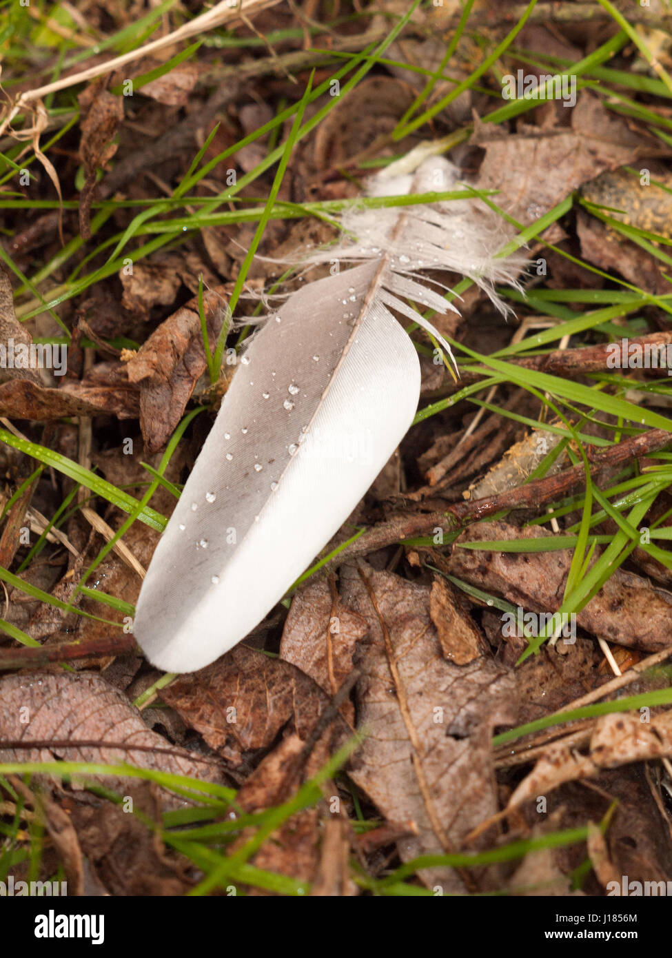 A Single Feather on the Floor of the Forest, Wet and in Light with ...