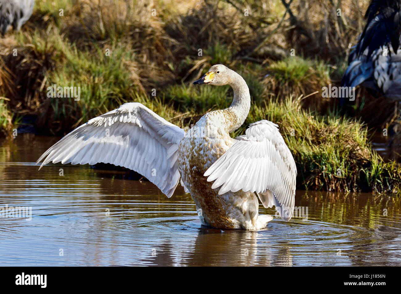 Brown swan bird hi-res stock photography and images - Alamy