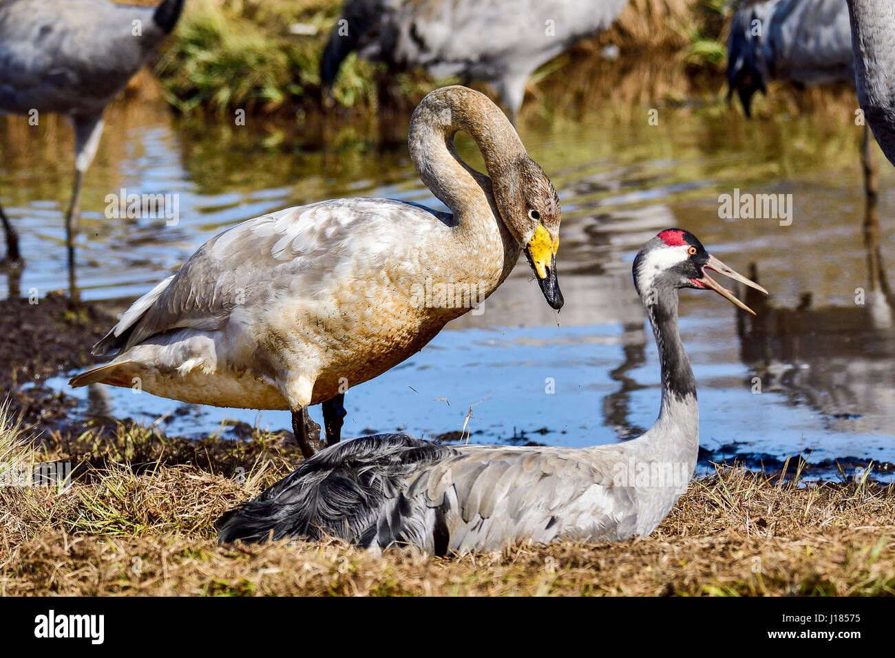 Angry swan hi-res stock photography and images - Alamy