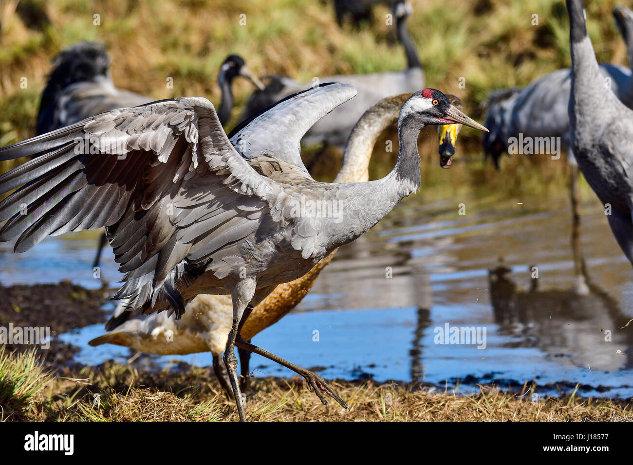 Angry crane hi-res stock photography and images - Alamy