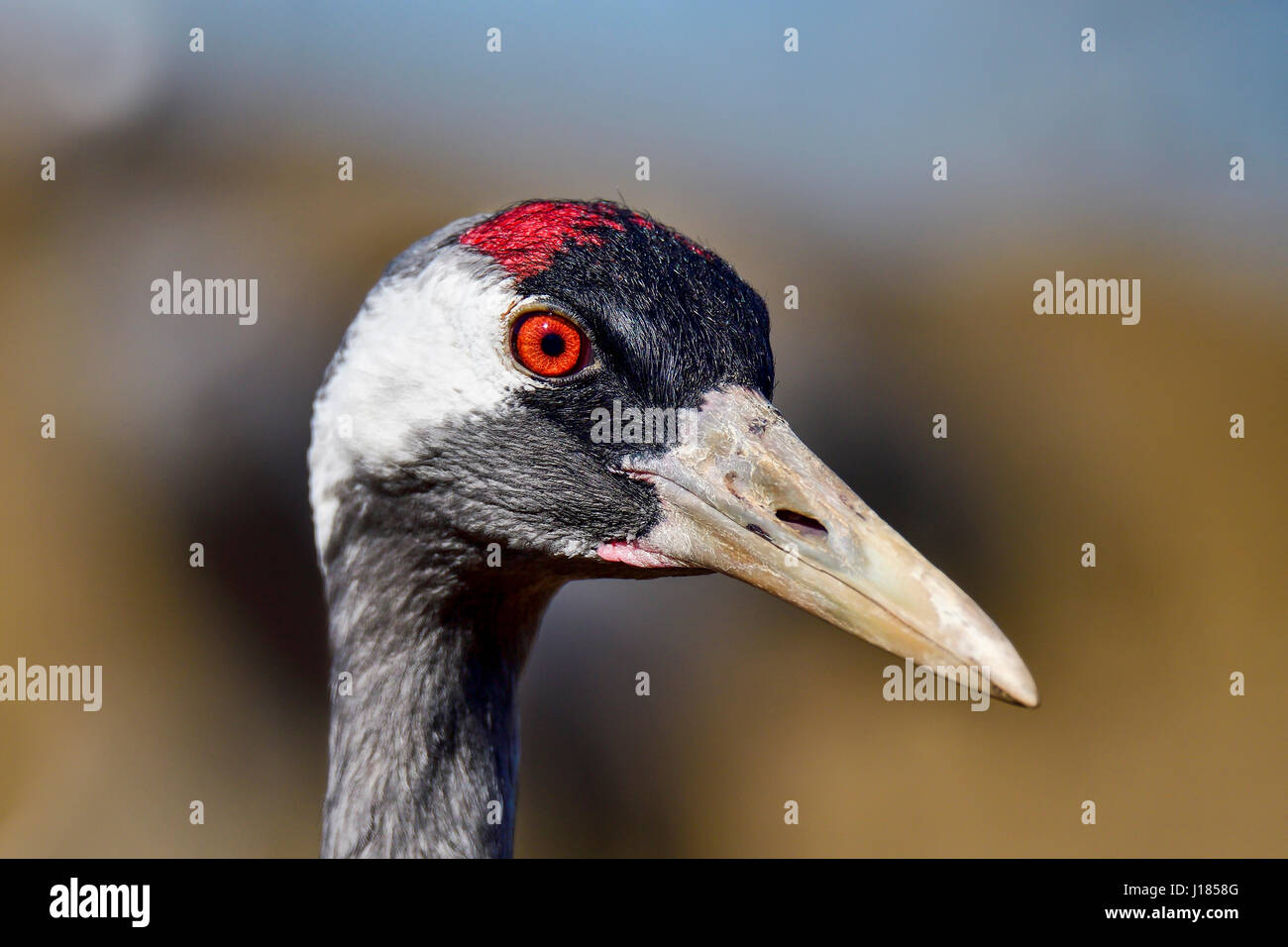 Crane eye hi-res stock photography and images - Alamy