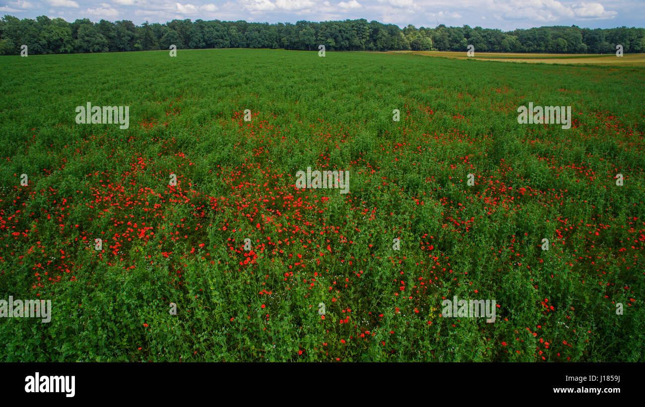 Aerial View: Poppy Field Stock Photo - Alamy