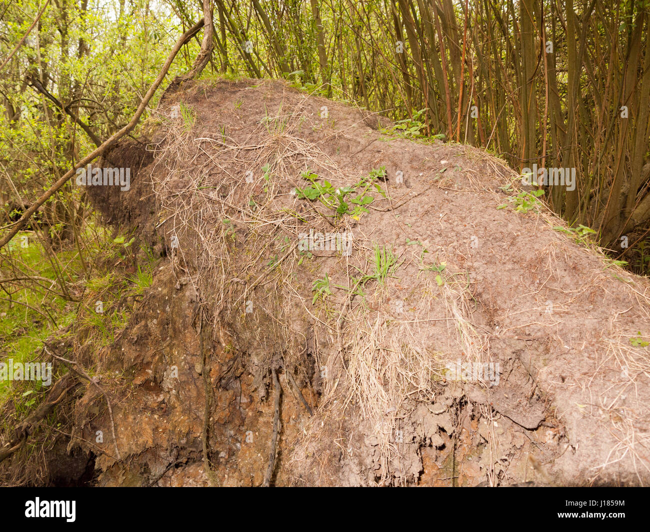 Underground Roots High Resolution Stock Photography and Images - Alamy