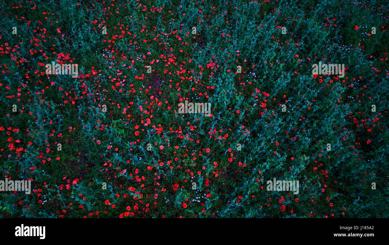 Aerial View: Poppy Field Stock Photo - Alamy