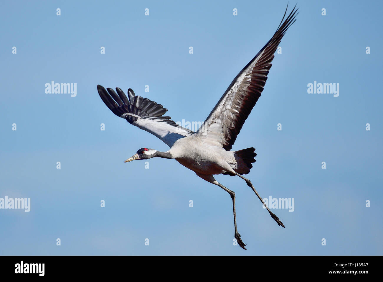 Crane with wings spread hi-res stock photography and images - Alamy