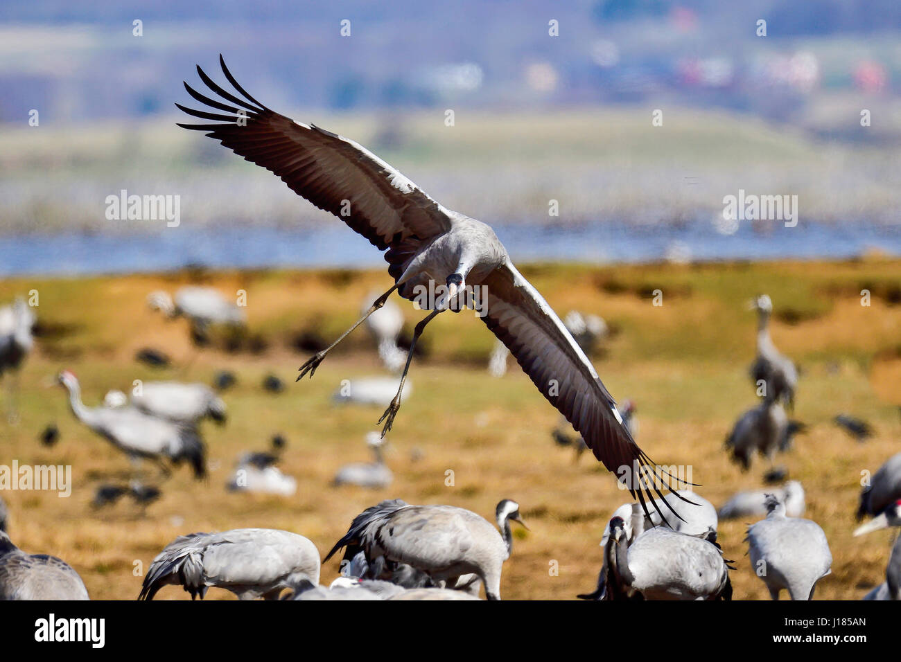 Crane with wings spread hi-res stock photography and images - Alamy