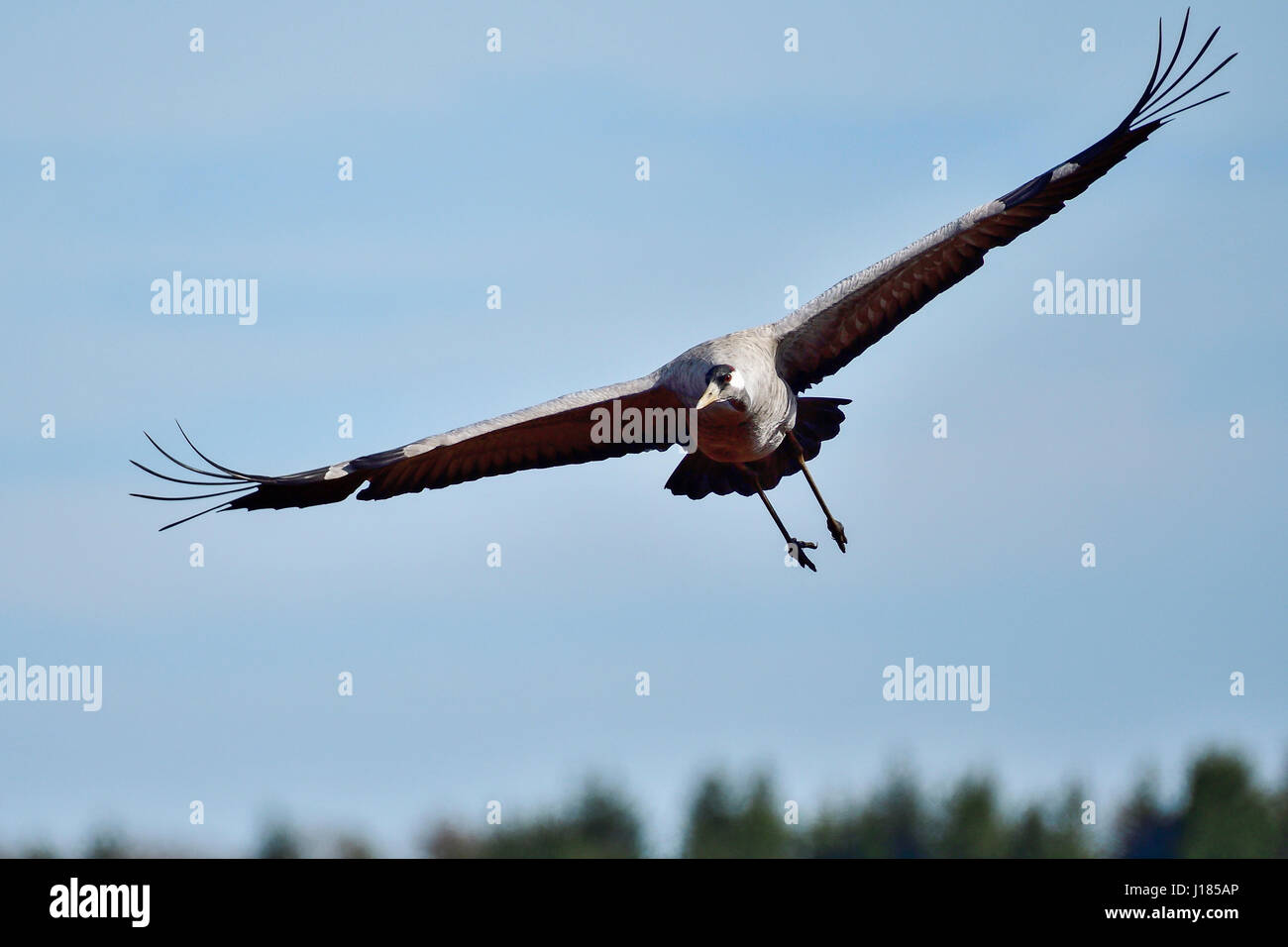 Crane with wings spread hi-res stock photography and images - Alamy