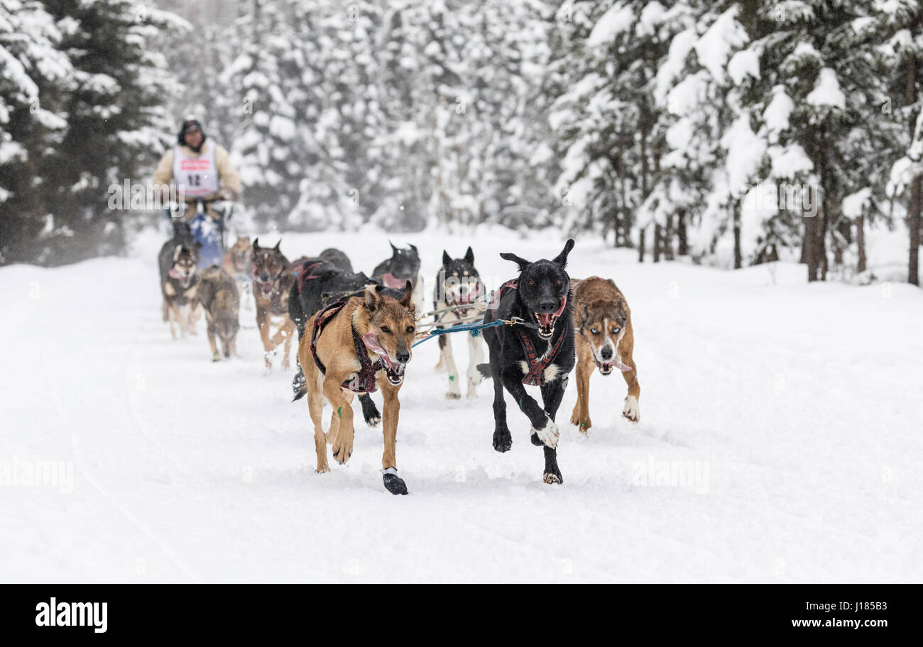 Musher Marvin Kokrine competing in the Fur Rendezvous World Sled Dog ...