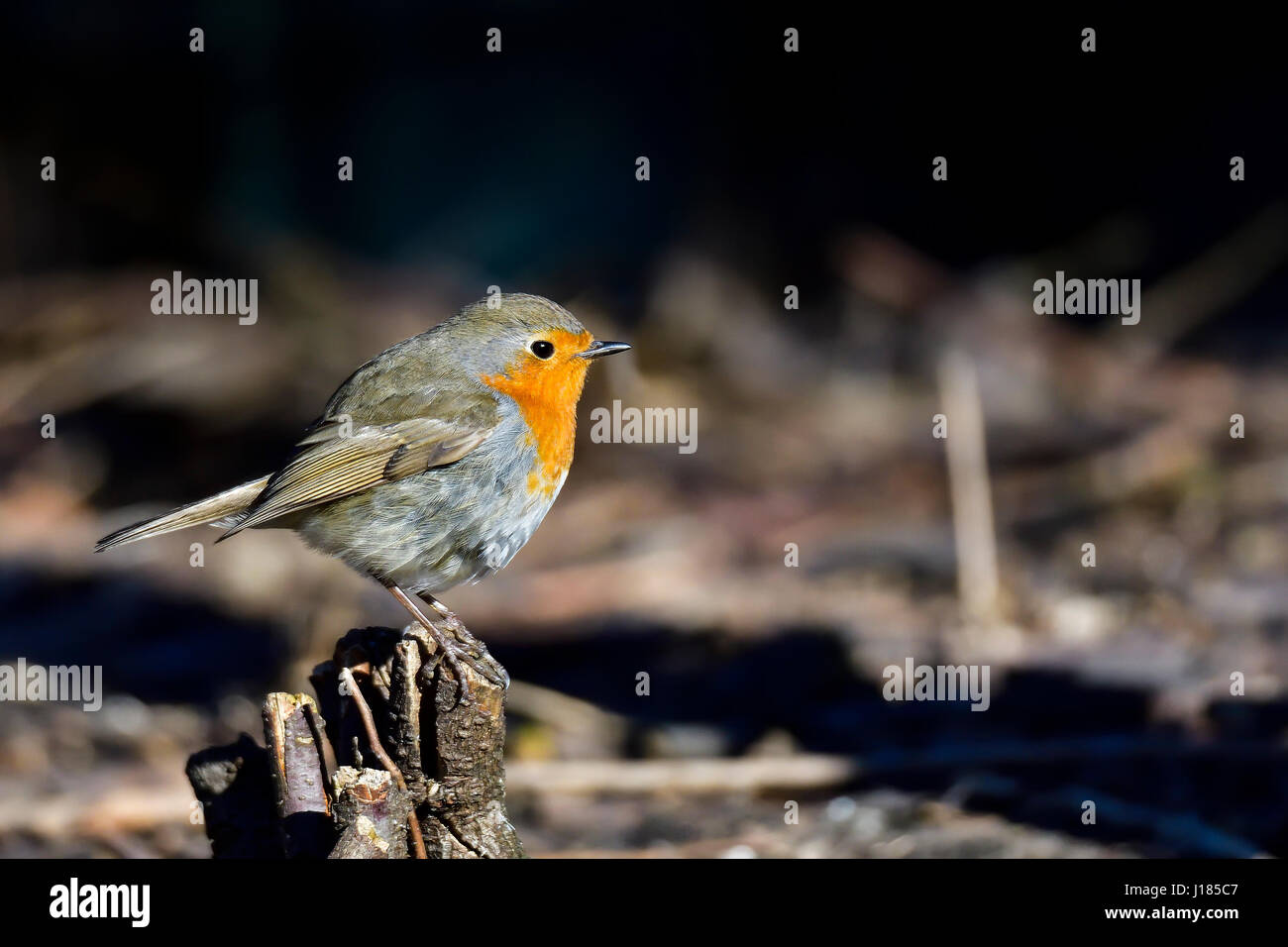 Robin fauna hi-res stock photography and images - Alamy