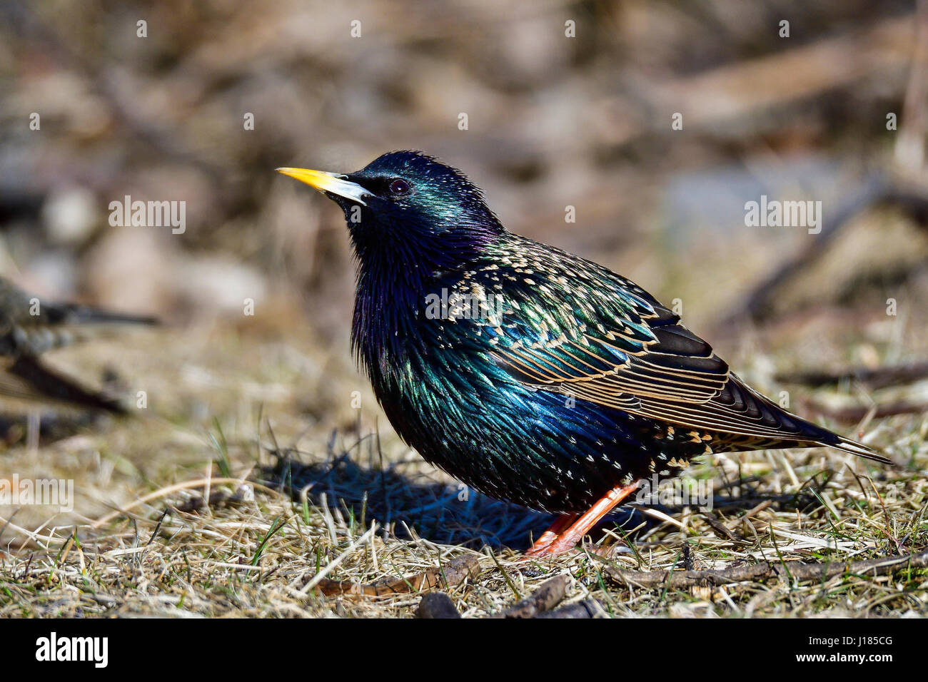 Vulgaris black wildlife hi-res stock photography and images - Alamy