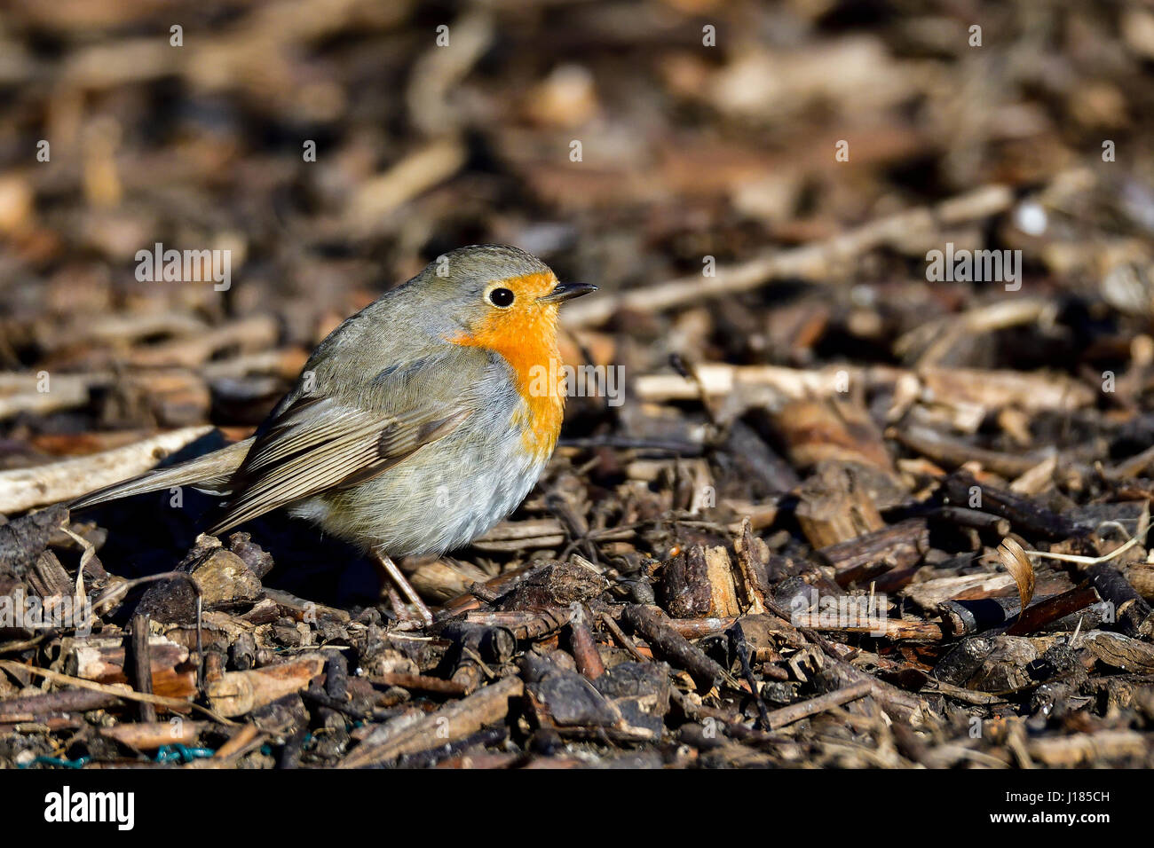 Robin pose hi-res stock photography and images - Alamy