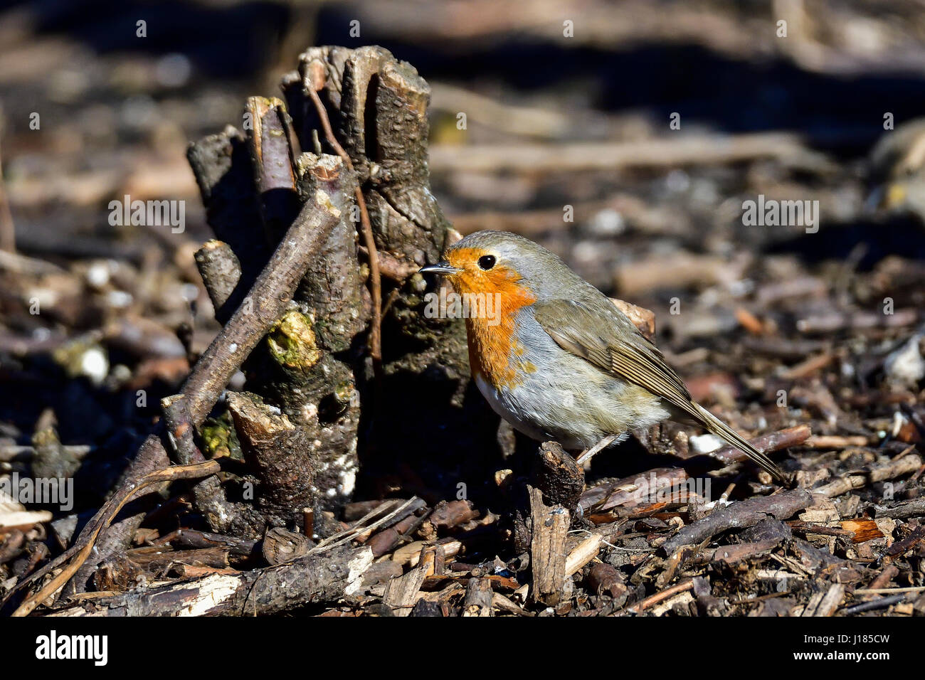 Robin Pose High Resolution Stock Photography and Images - Alamy