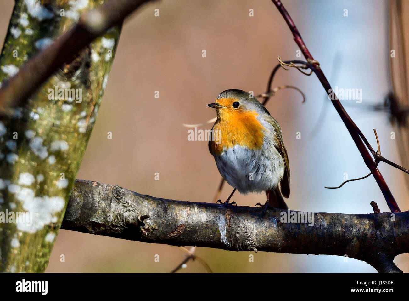 Robin pose hi-res stock photography and images - Alamy