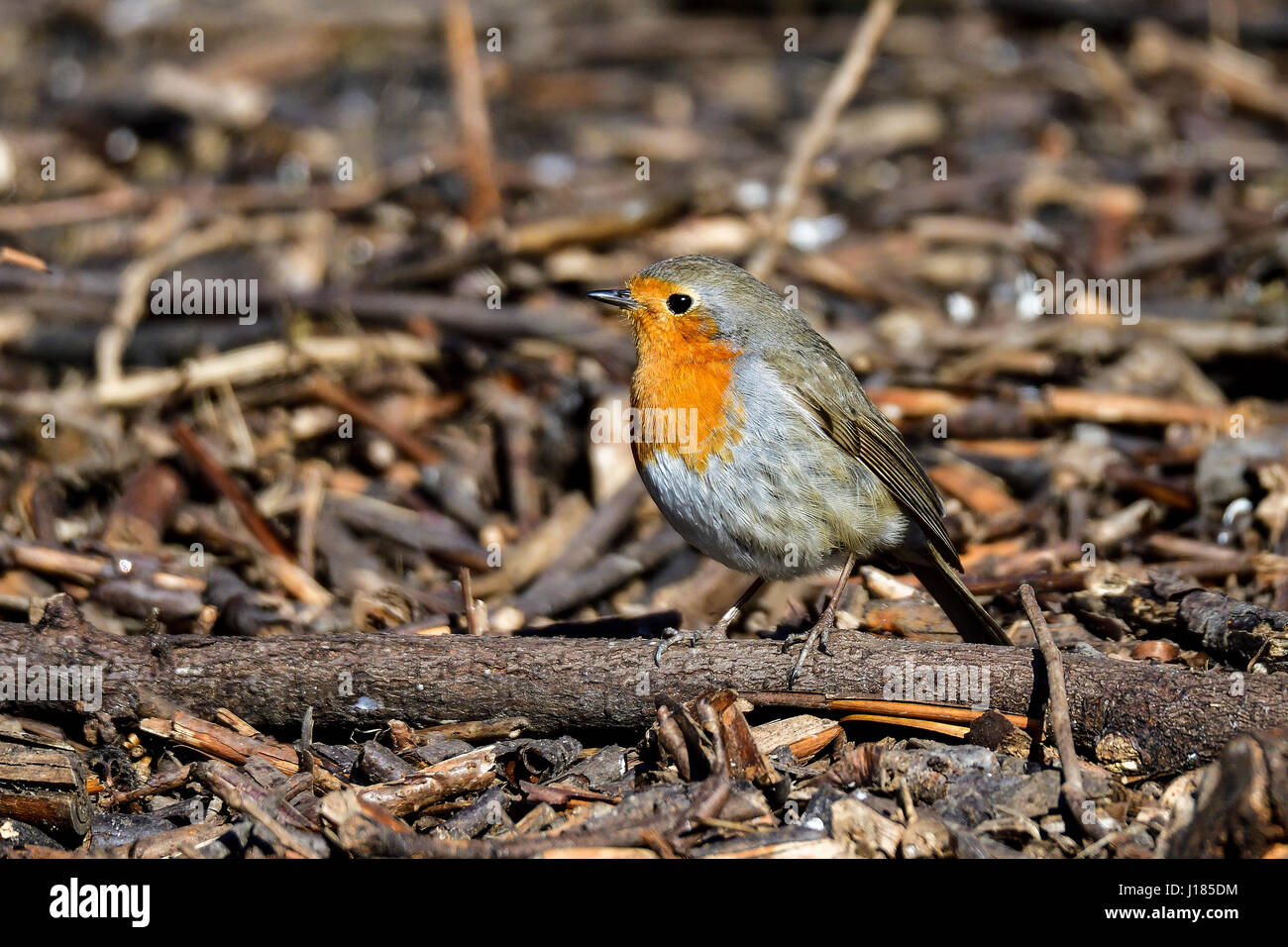 Robin pose hi-res stock photography and images - Alamy