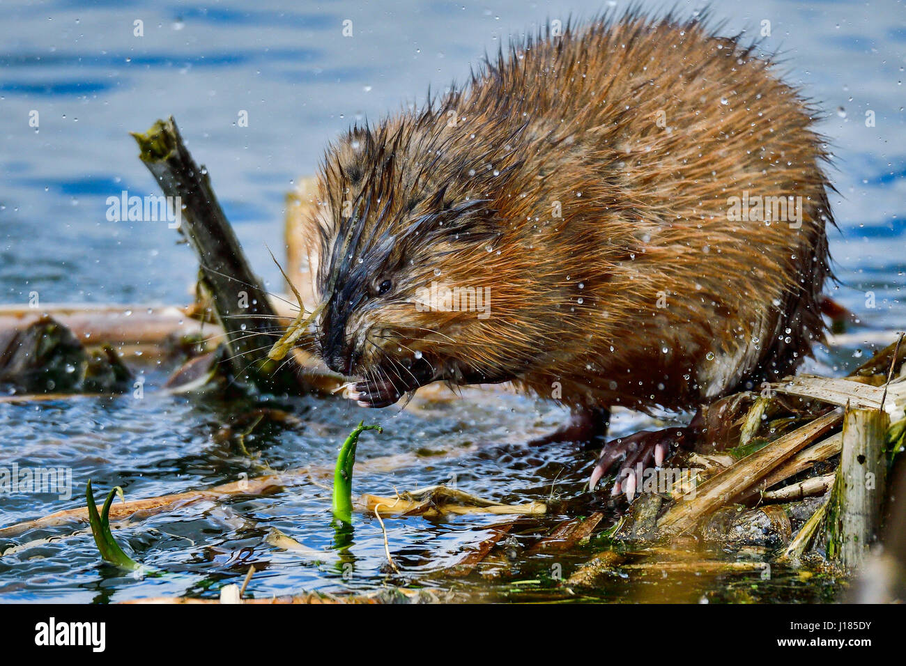 Muskrat fur hi-res stock photography and images - Alamy