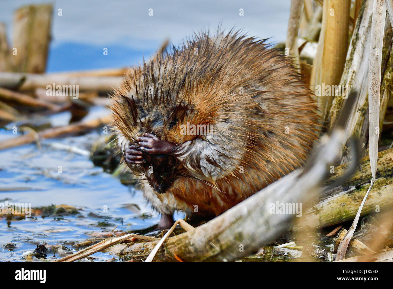 Muskrat up close hi-res stock photography and images - Alamy