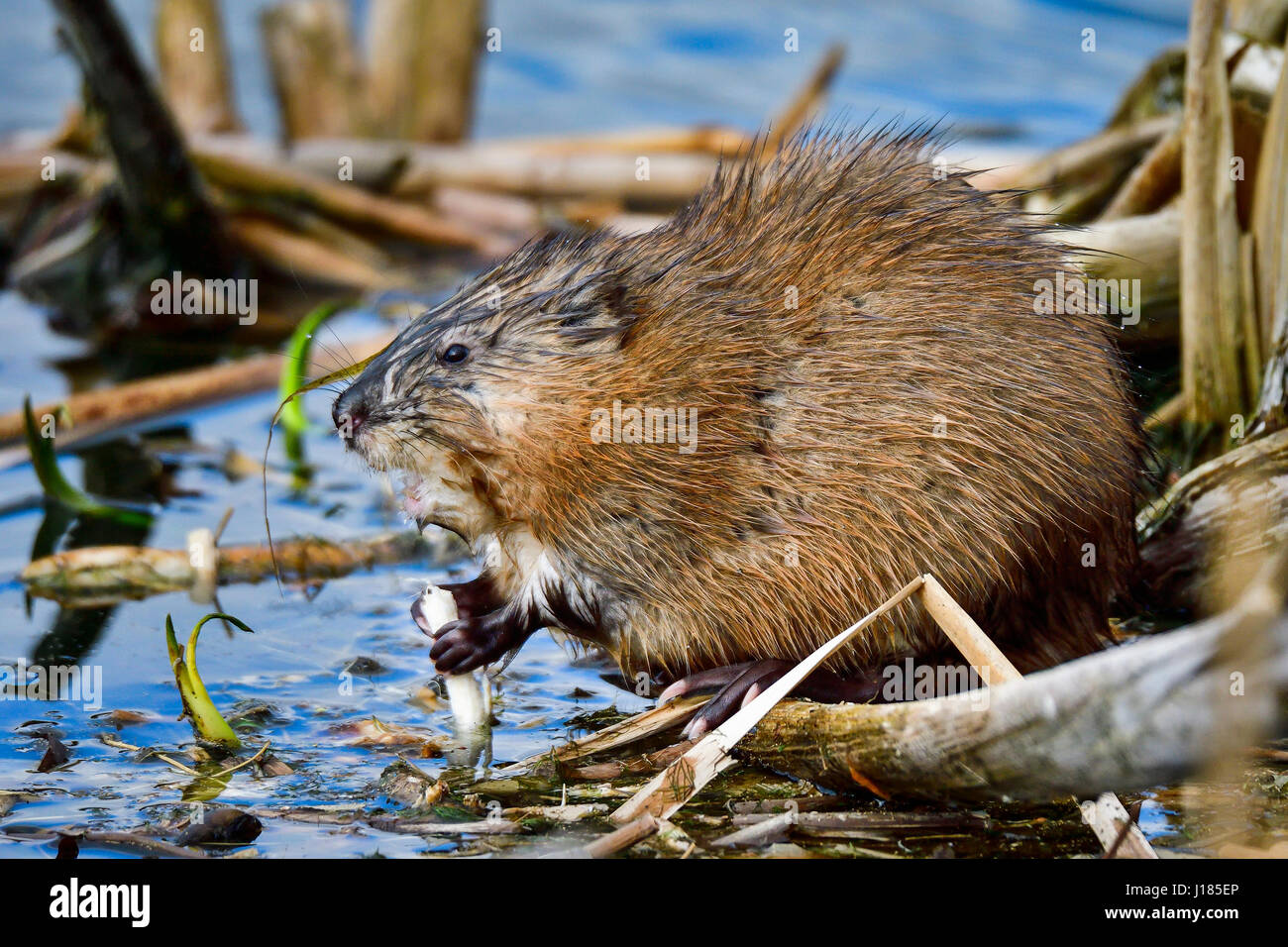 Muskrat up close hi-res stock photography and images - Alamy