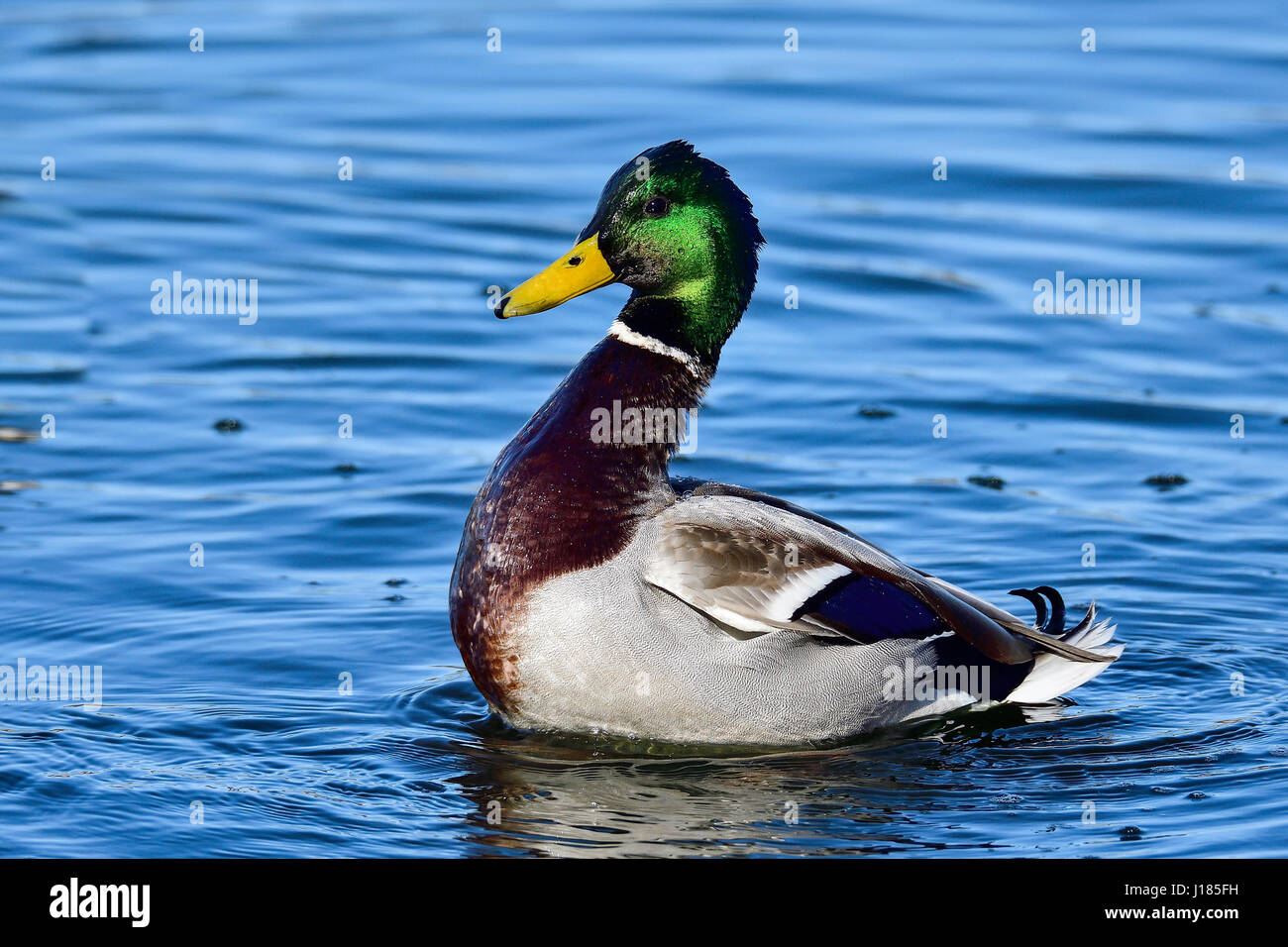 Adult male mallard standing on hi-res stock photography and images - Alamy