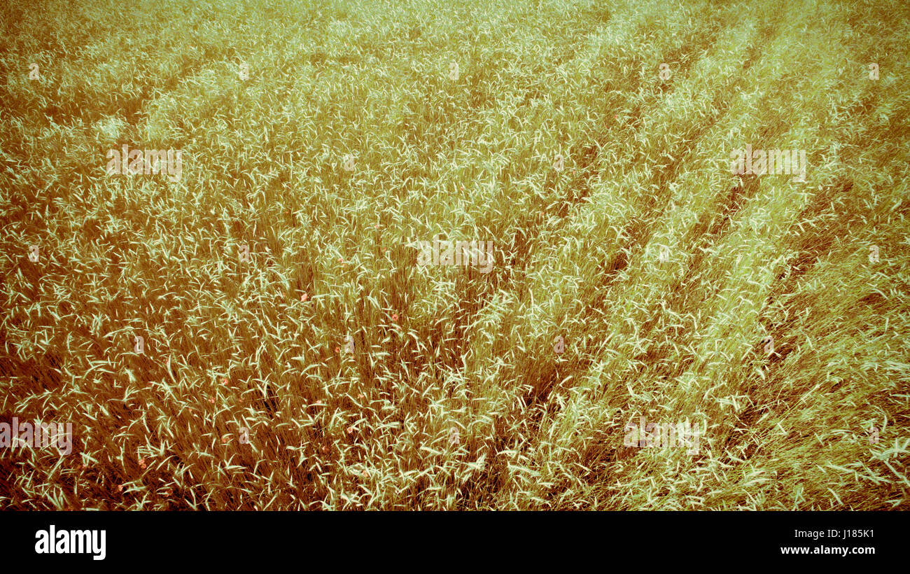 Illustration: Abstract Background Wheat Field Stock Photo - Alamy