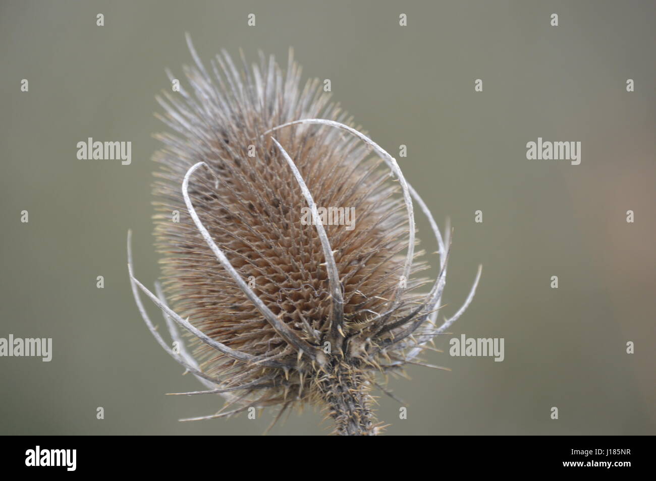 Dried teasel head close hi-res stock photography and images - Alamy