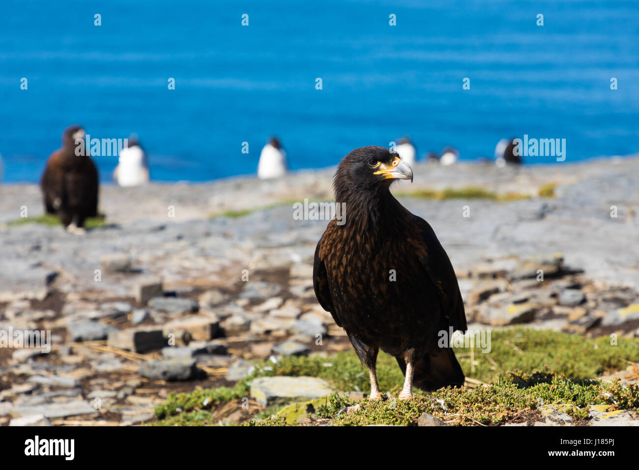 Johnny rook birds falklands hi-res stock photography and images - Alamy