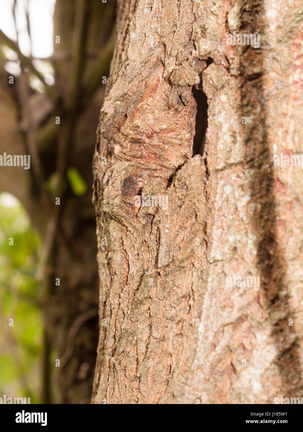 A Hole in the Edge of Tree and Its Bark, Close up with detail and ...