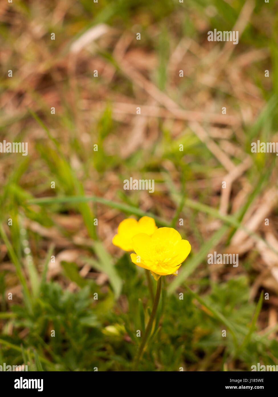 One buttercup in focus hi-res stock photography and images - Alamy