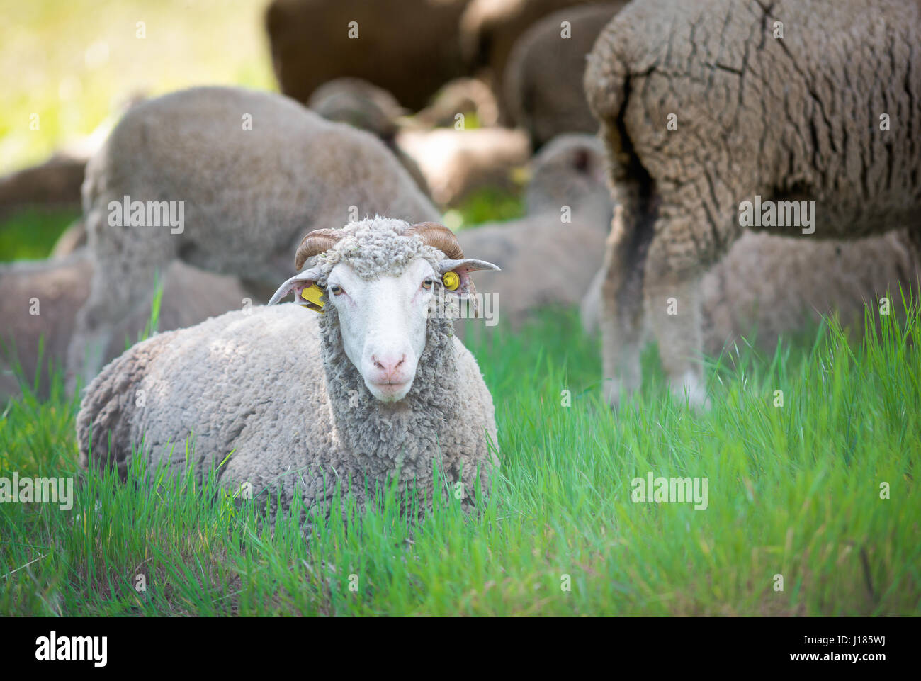 Flock curly horned sheep hi-res stock photography and images - Alamy