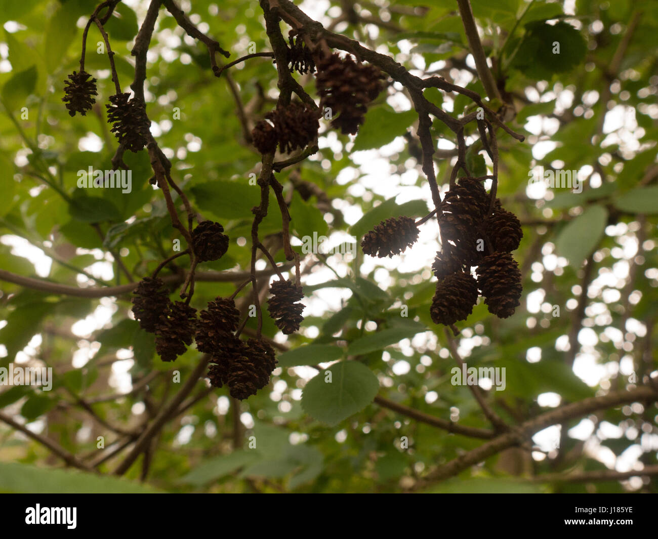 Pinecones Dangling in the Tree From A Low Angle, with Leaves and ...