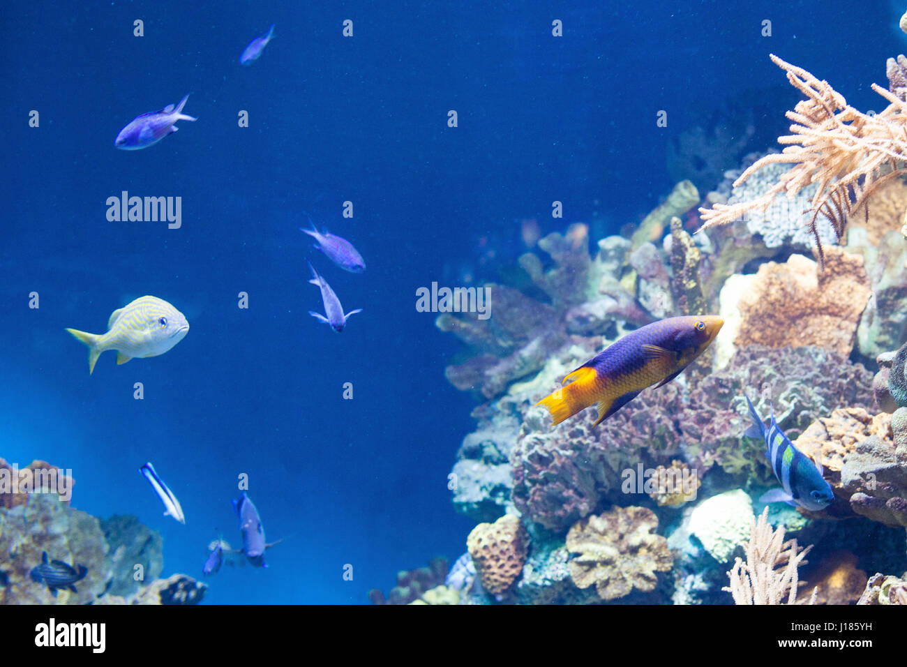 many Fish on the coral reef Stock Photo - Alamy