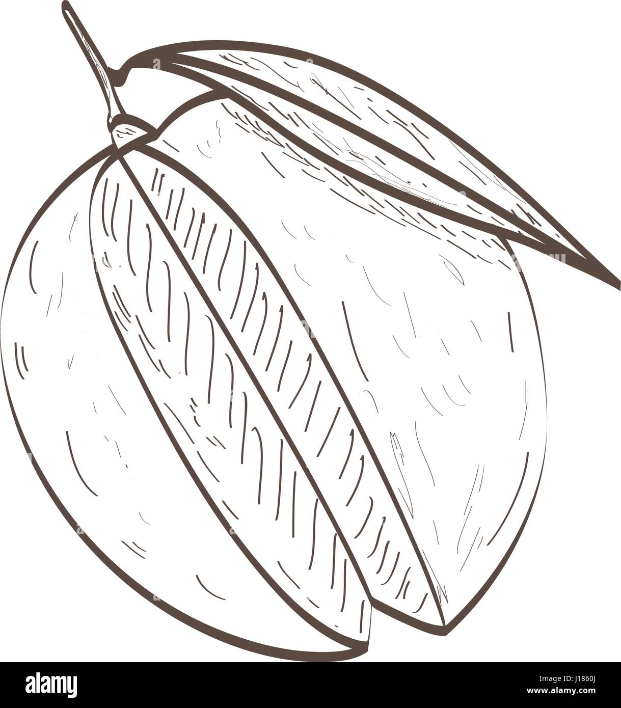 Isolated peach outline Stock Vector Image & Art - Alamy