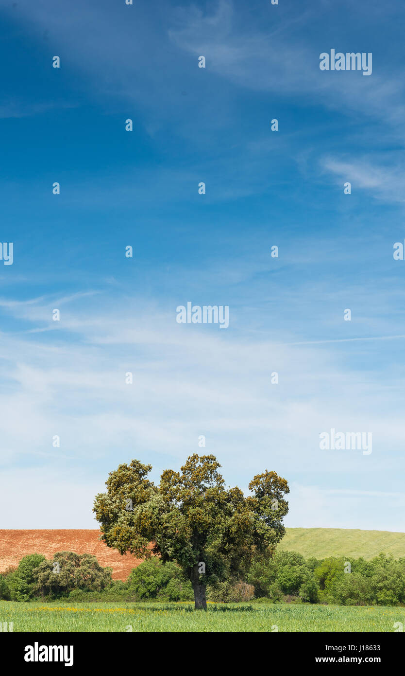 Holm oak tree in spring hi-res stock photography and images - Alamy