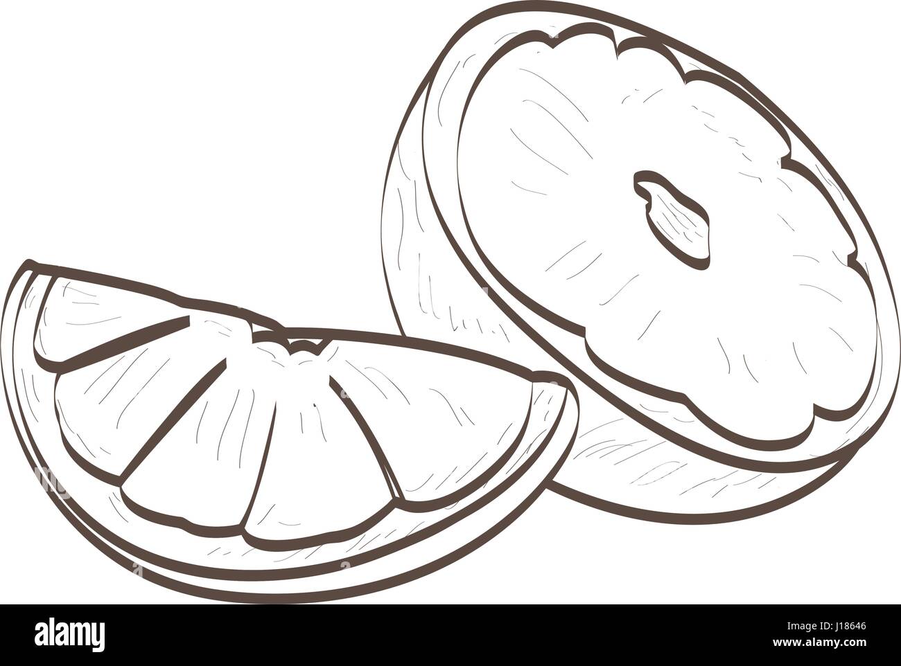 Isolated oranges outline Stock Vector Image & Art - Alamy