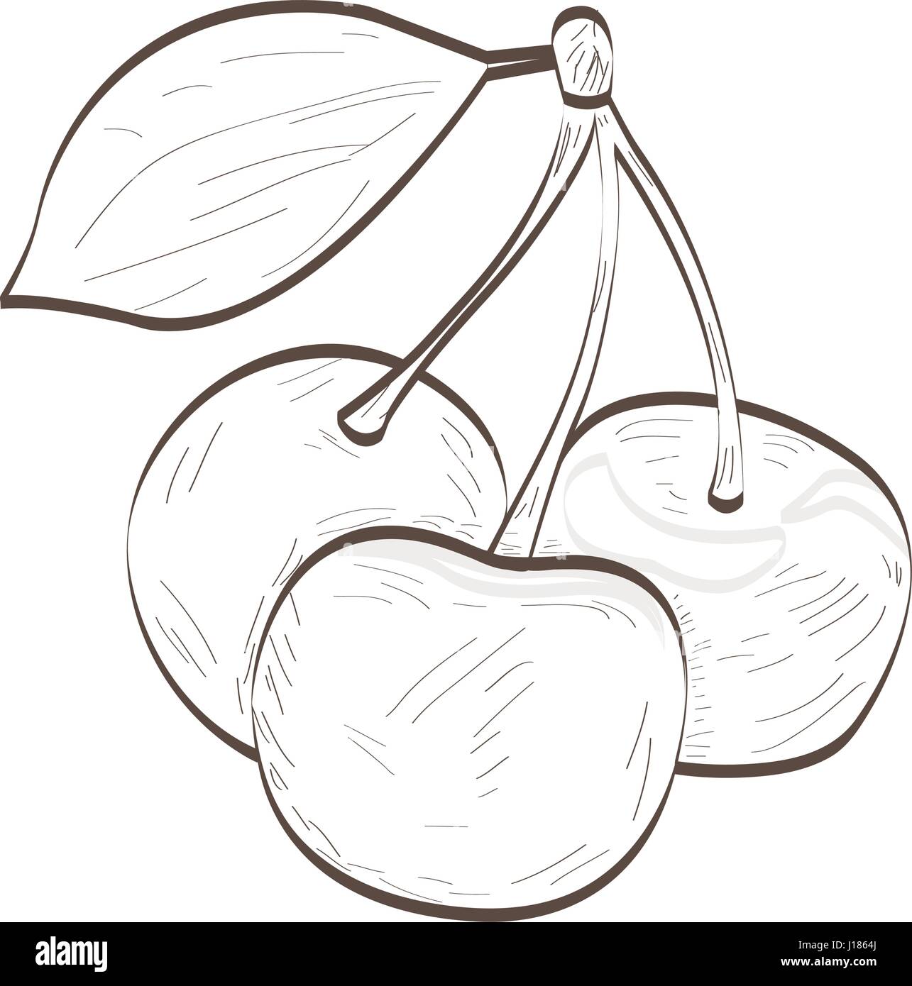 Isolated cherries outline Stock Vector Image & Art - Alamy