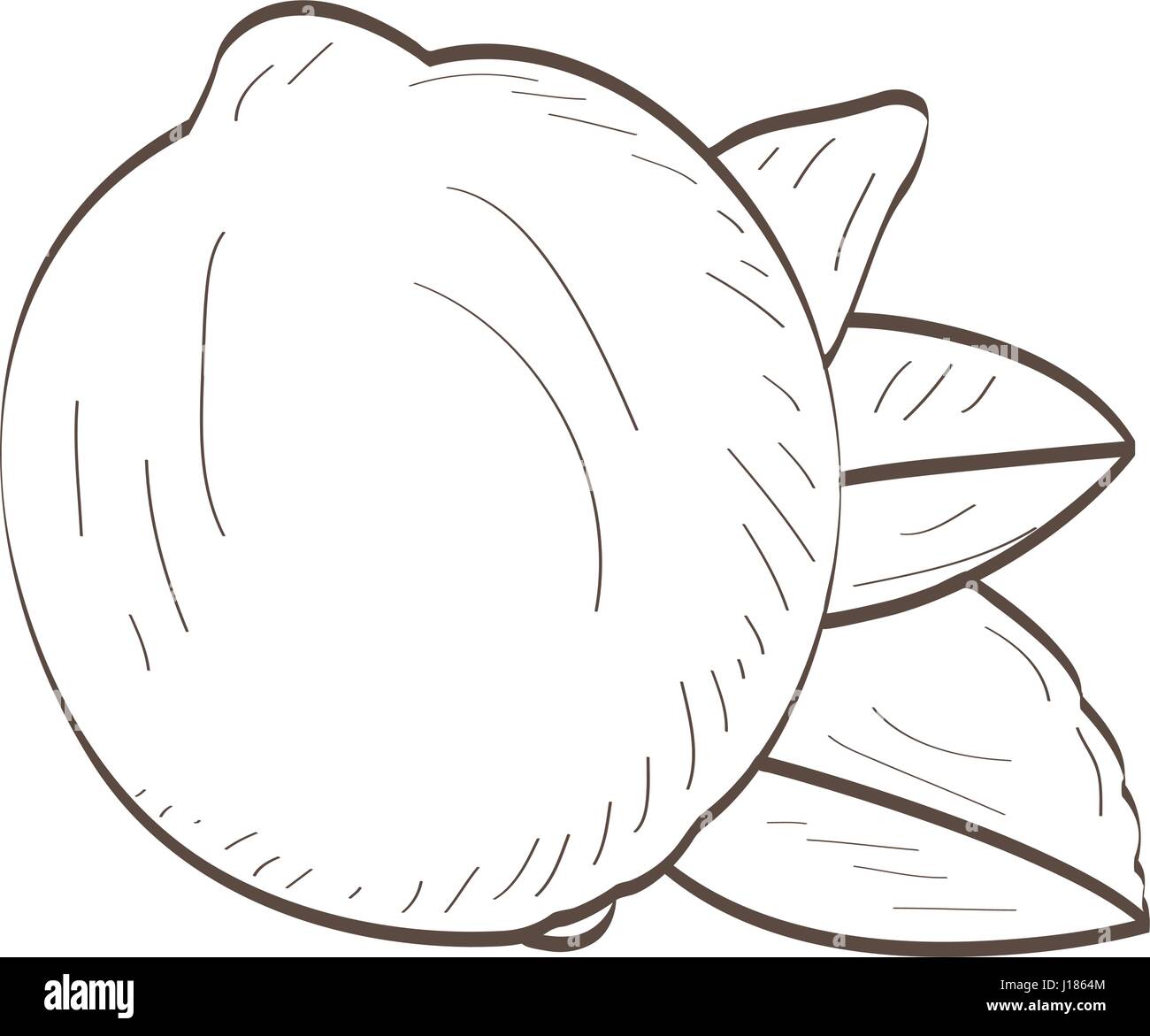 Lime leaf Stock Vector Images - Alamy