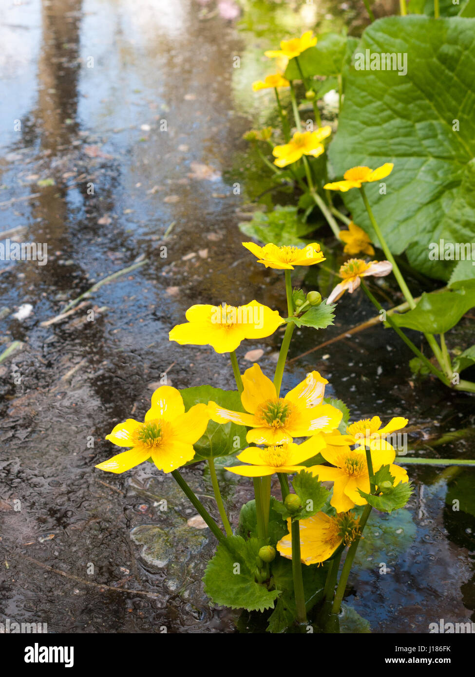 Beautiful Yellow Giant Water Buttercupts in a pond with ripples and ...