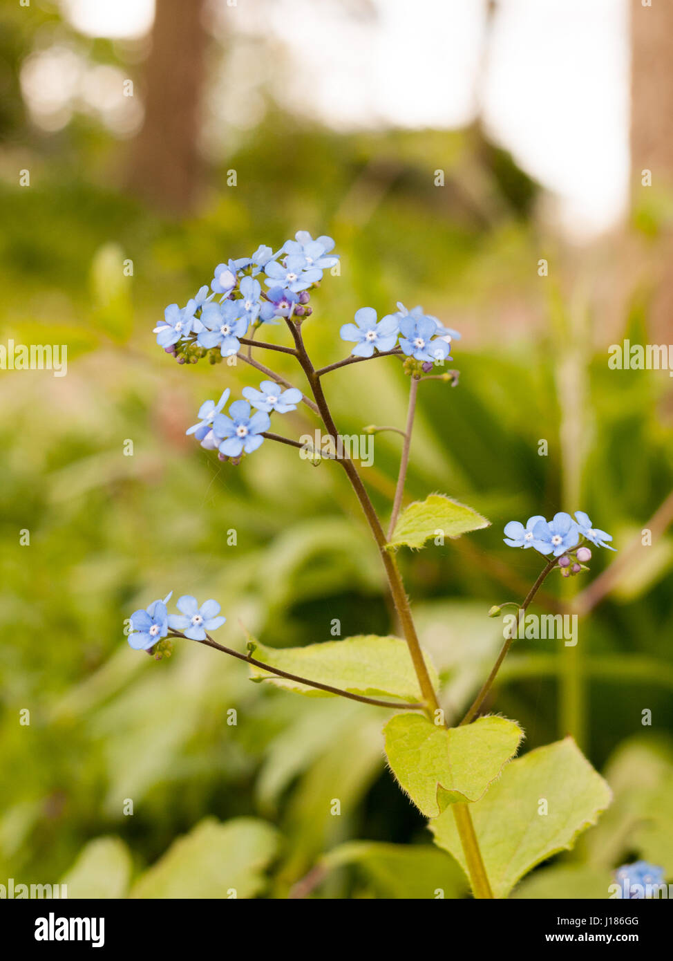 A Bokeh Shot of Some Beautiful Small and Blue Brunnera macrophylla in ...