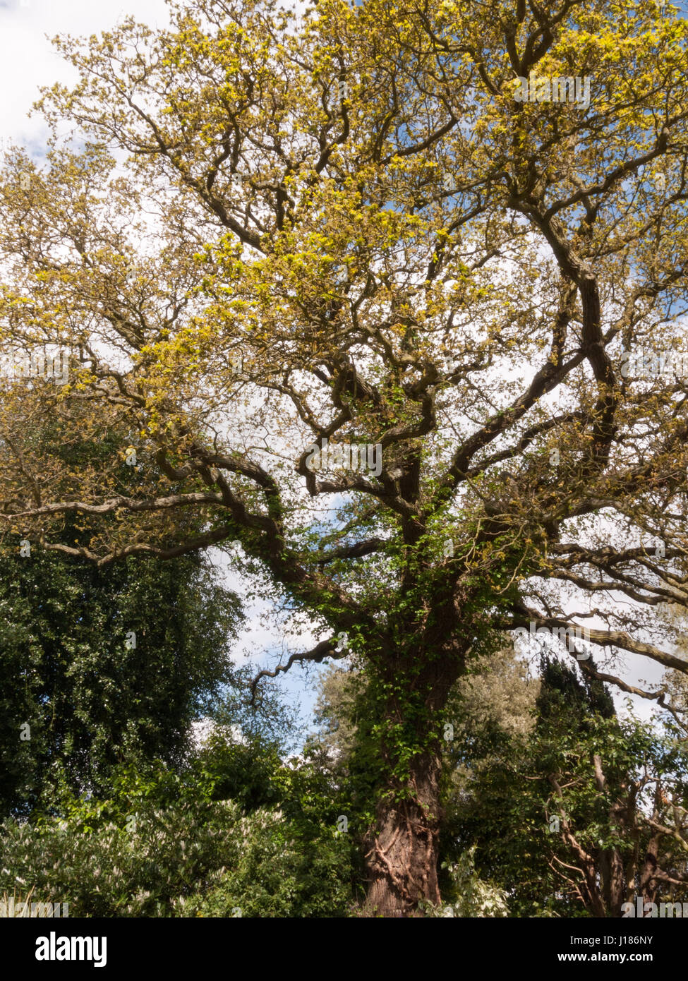 A Gorgeous and Scenic and magnificent Tree with Lots of Detail in a ...