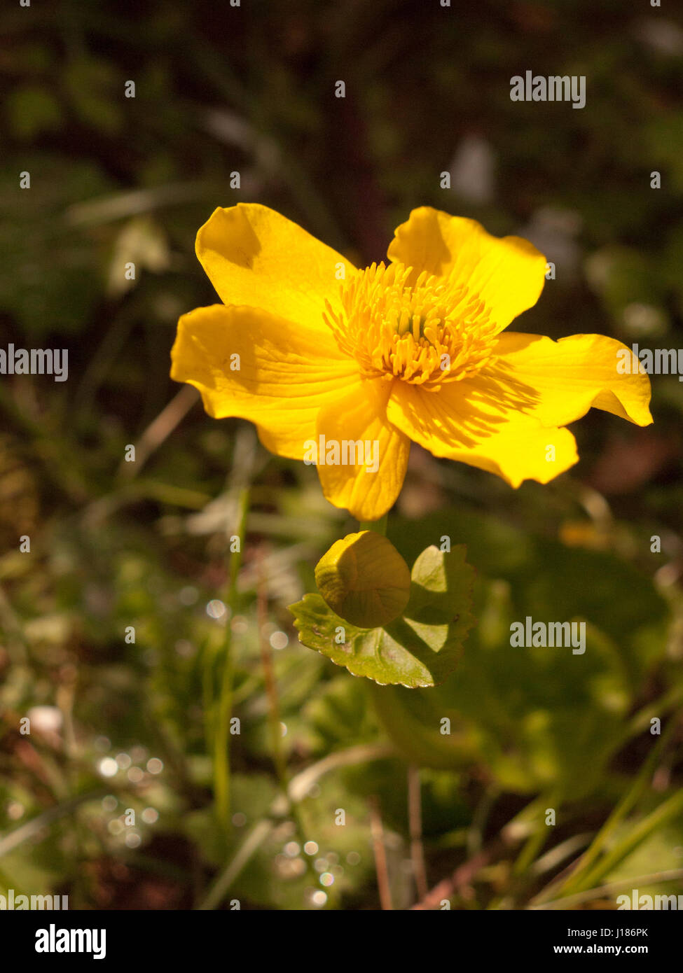 A Stunning Open Giant Yellow Pond Buttercup Isolated in the Heat of ...