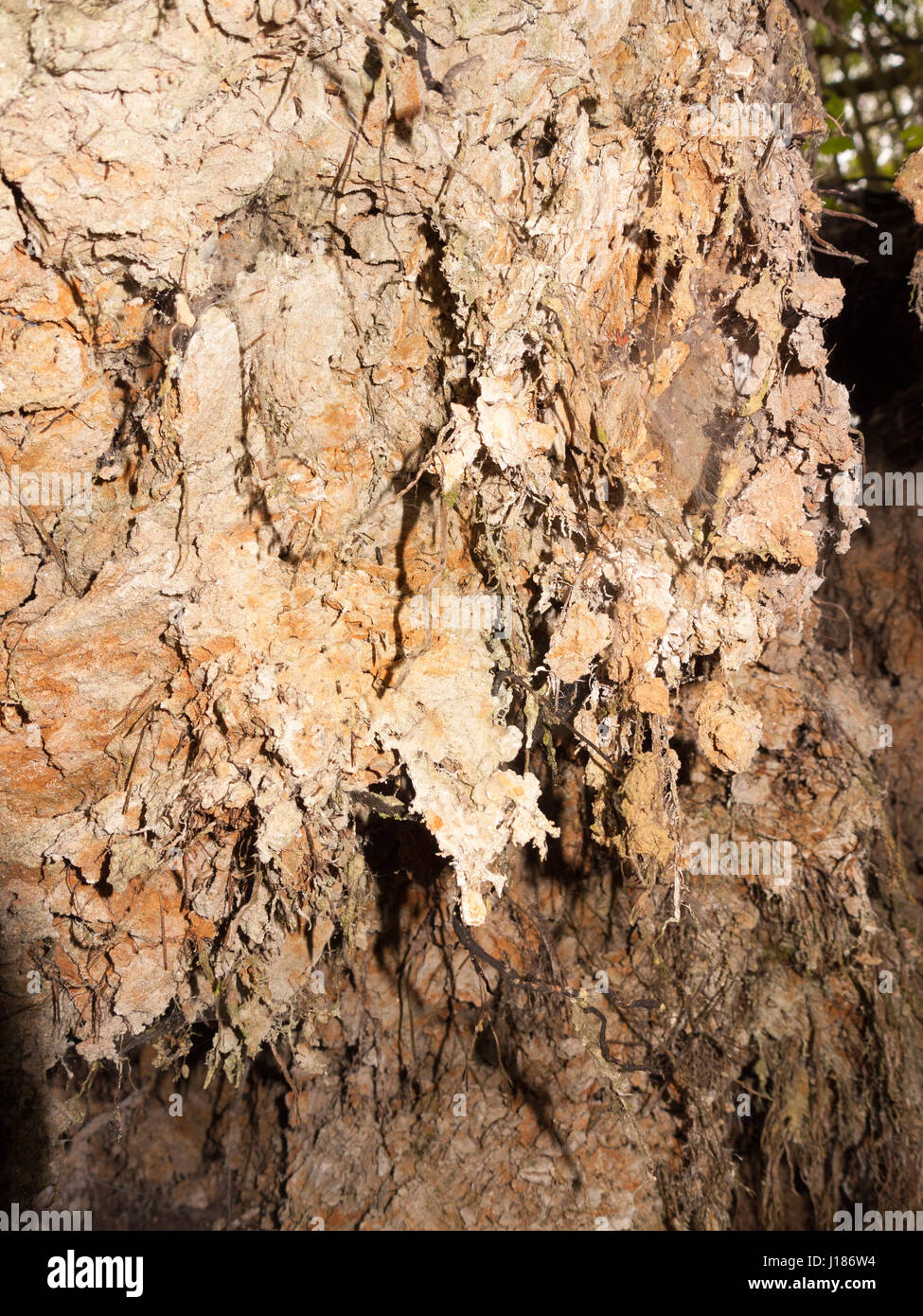 Ugly Tree Roots and Moss, Brown and Dirty and Grungy, Vile Looking ...