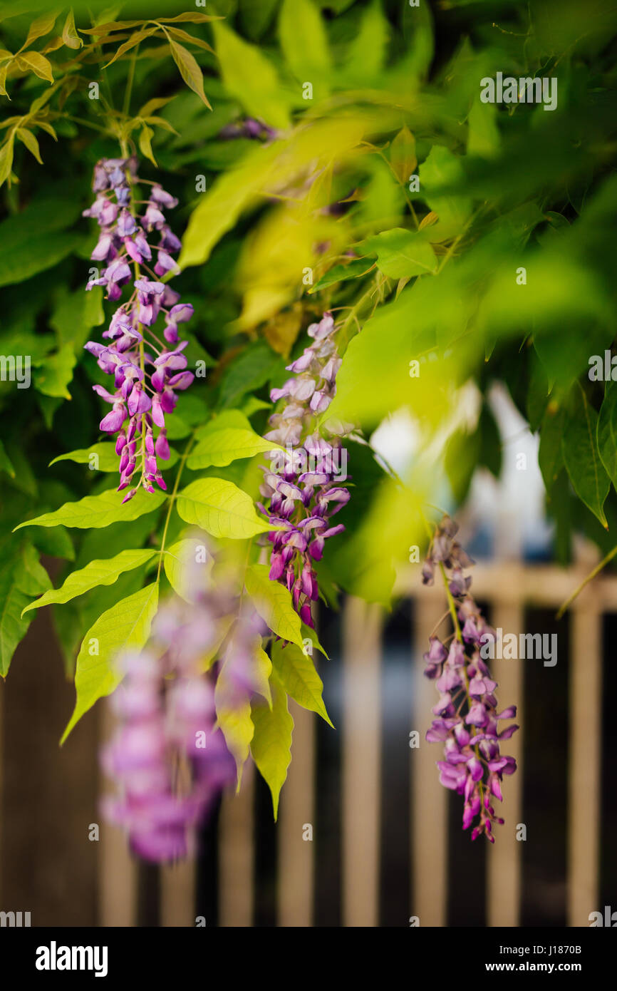Wisteria trellis hi-res stock photography and images - Alamy