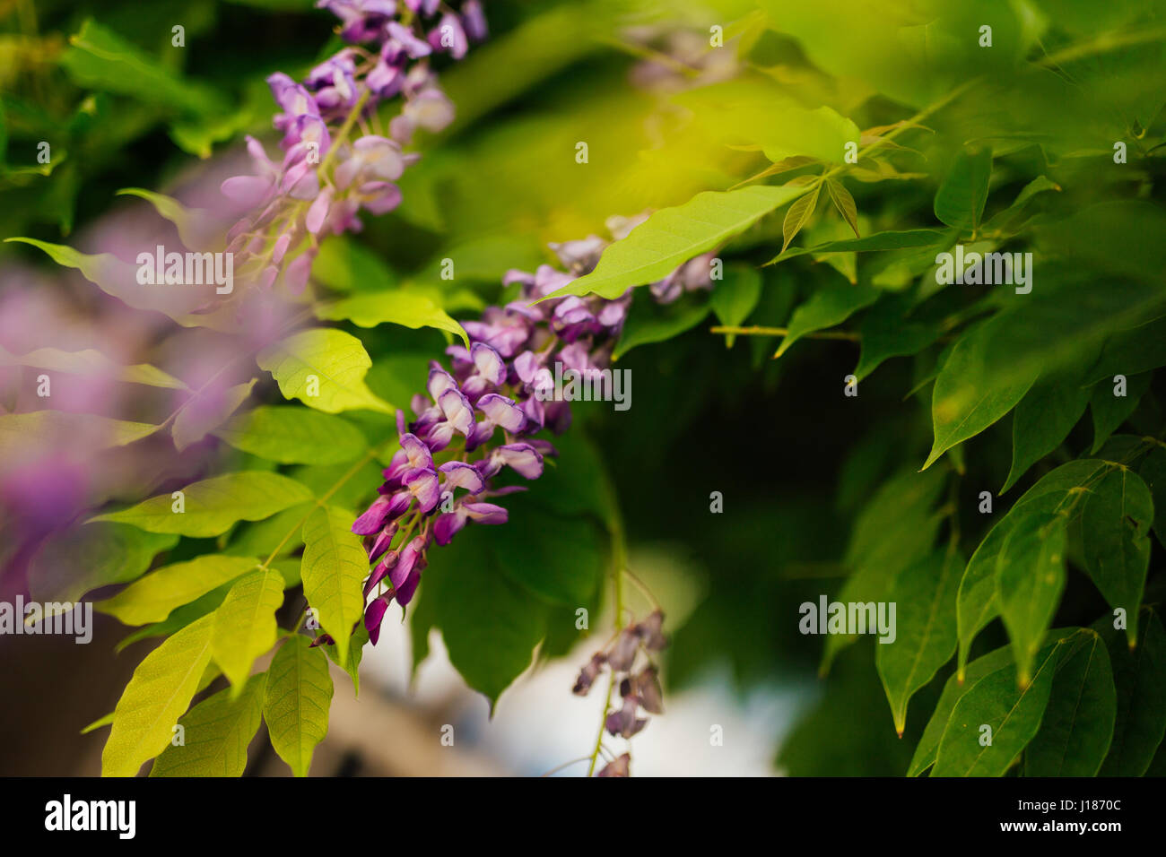 Wisteria trellis hi-res stock photography and images - Alamy