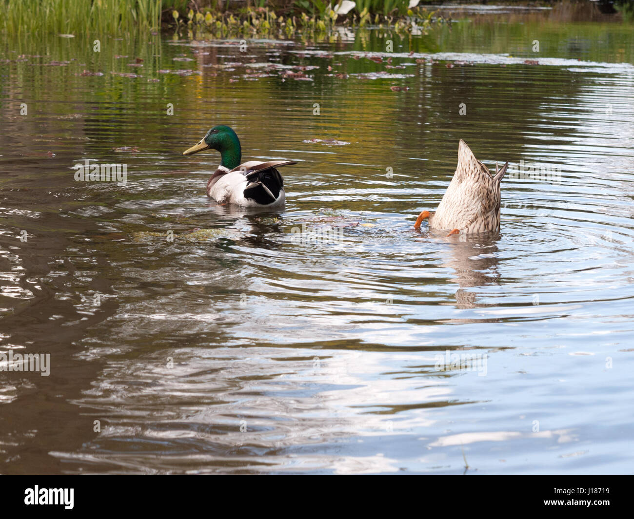 Two male and one female mallards hi-res stock photography and images ...