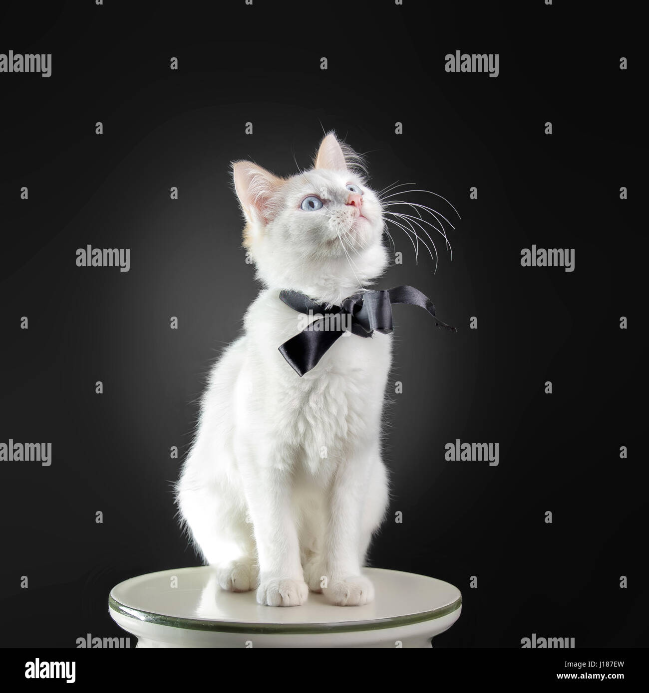Beautiful white cat staring at the camera Stock Photo - Alamy