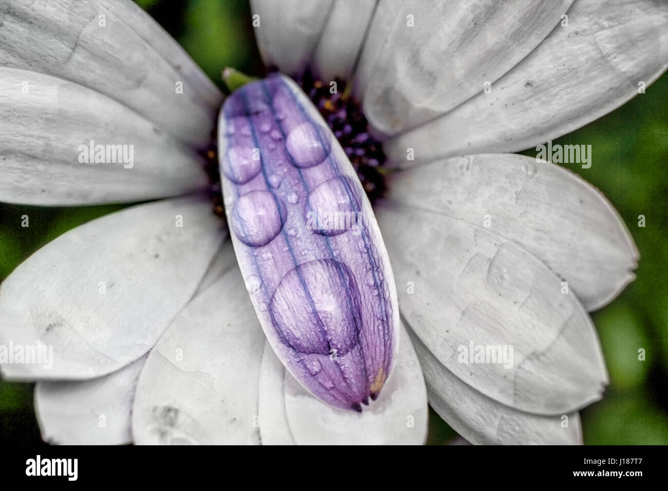 Several drops on a white and purple flower Stock Photo - Alamy